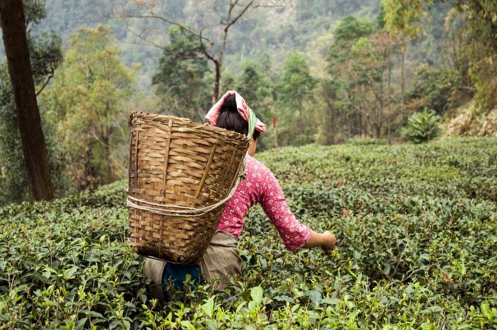VAKKA showroom and online tea shop | Tea brewed with care – Vakka